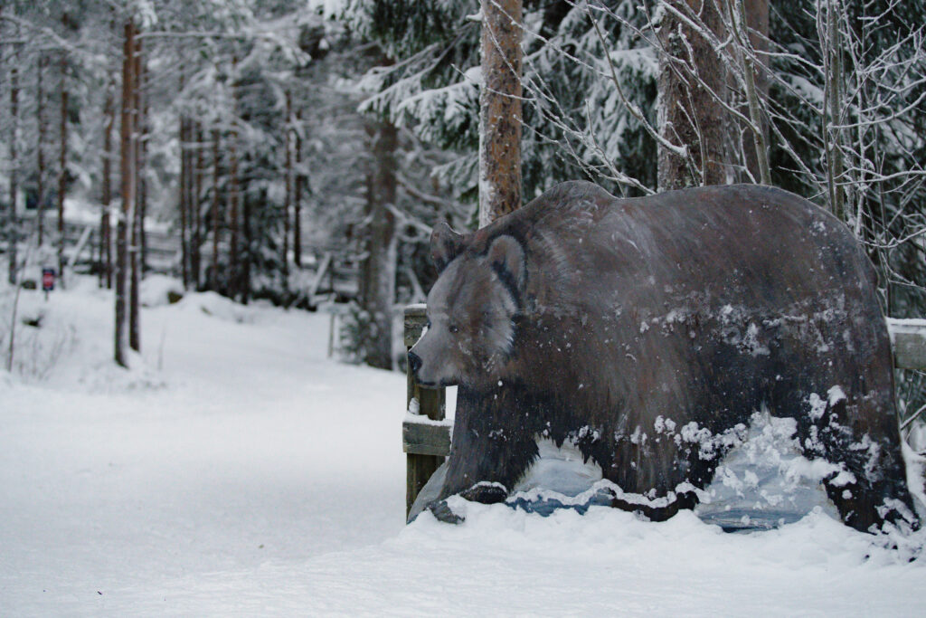 Le Zoo de Ranua fait-il partie des incontournables